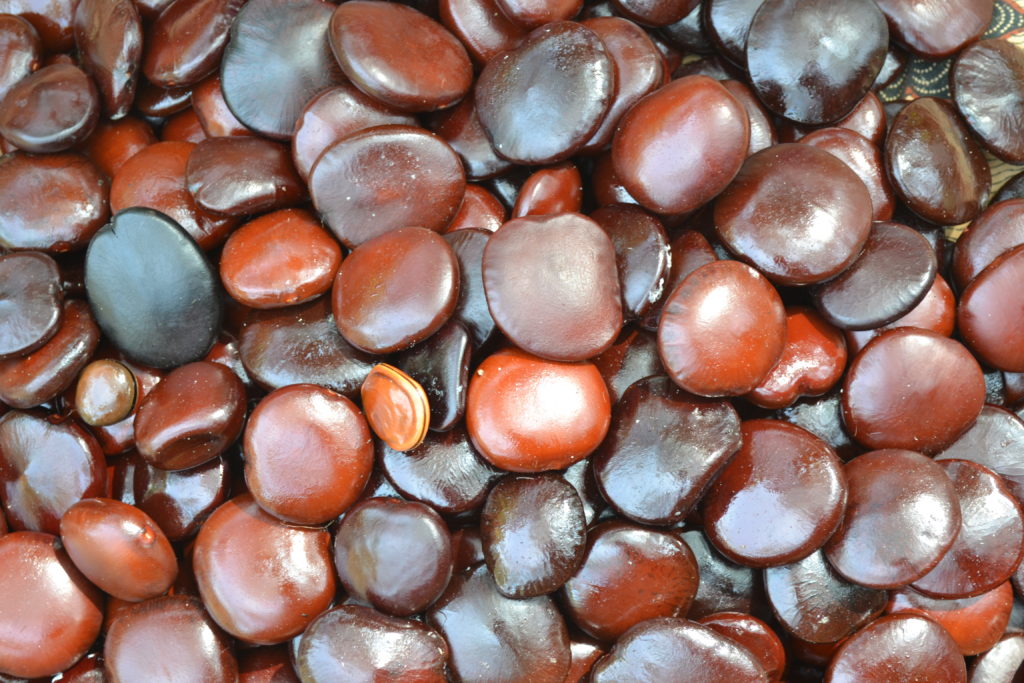 Sea Heart Seeds - radiant sun